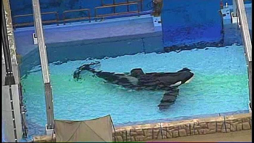 Captured Willy: The Truth About SeaWorld