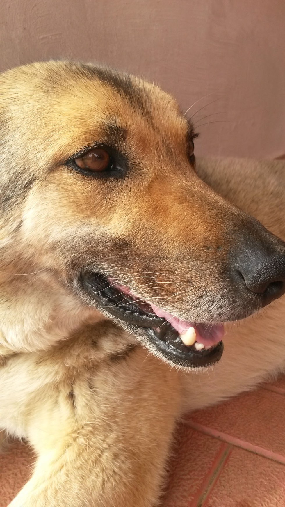 Top 12 Dog Body Parts