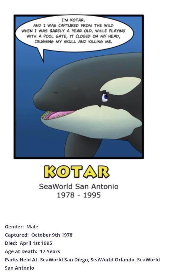 It's Time For SeaWorld To Stop Holding Whales In Captivity