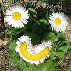 ICYMI: Fukushima 'Mutant' Daisies
