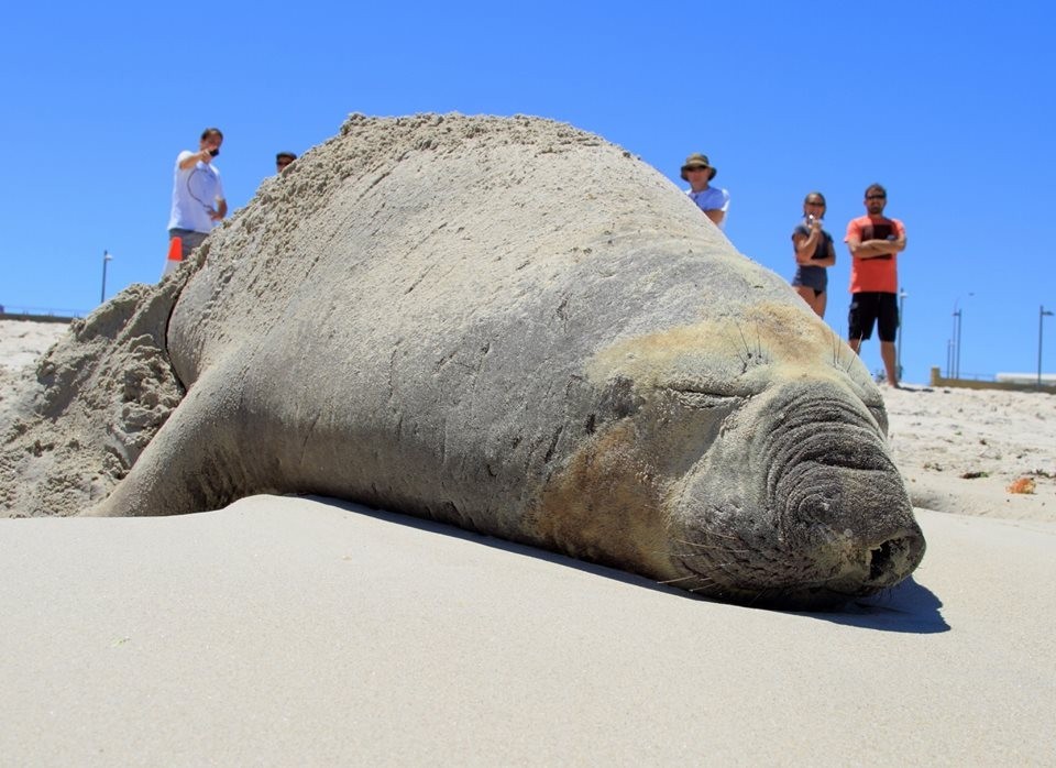 Enormous Elephant Seal Joins Sunbathers On A Beach In Australia