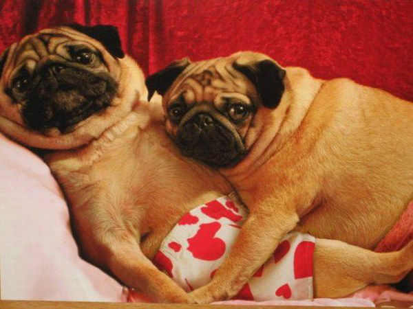 26 Pugs That Are More Romantic Than You