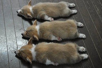 19 Corgi Puppy Gifs And Photos To Make You Smile