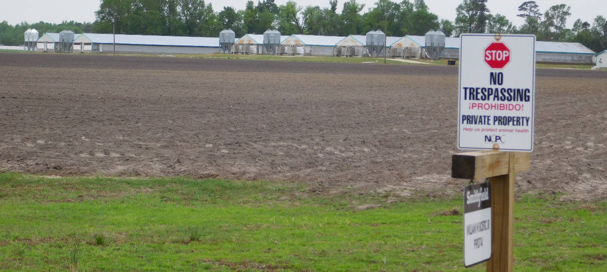 hog farm workers health antibiotic resistance - EHN