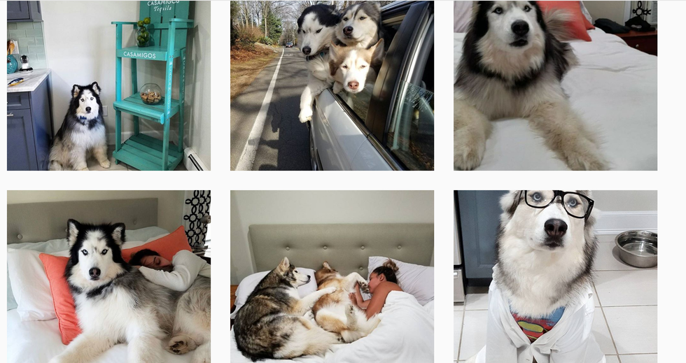 4 Instagram Accounts Husky-Lovers Should Follow
