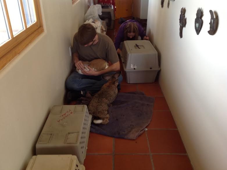 "Bunderground Railroad" Saves Hundreds Of Rabbits From Euthanasia
