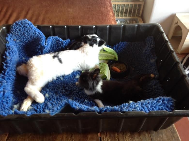 "Bunderground Railroad" Saves Hundreds Of Rabbits From Euthanasia