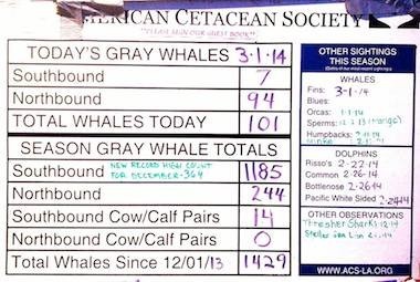 101 Gray Whales Spotted Off California Coast