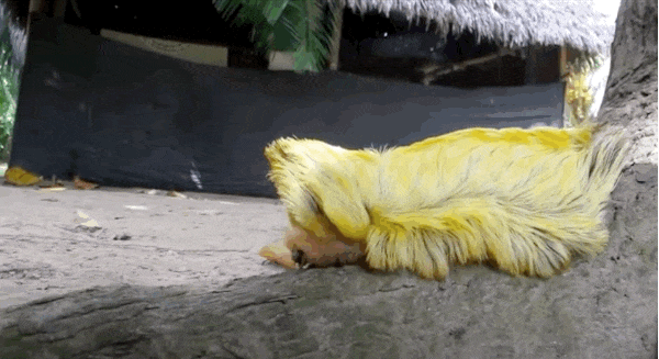 'Donald Trump' Animal Found Slithering Around Forest Floor