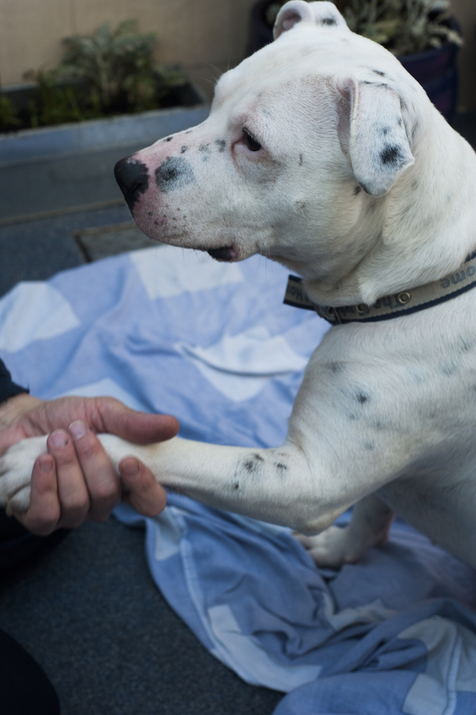 Deaf Dog Learns Sign Language While Waiting For Someone To Love Him