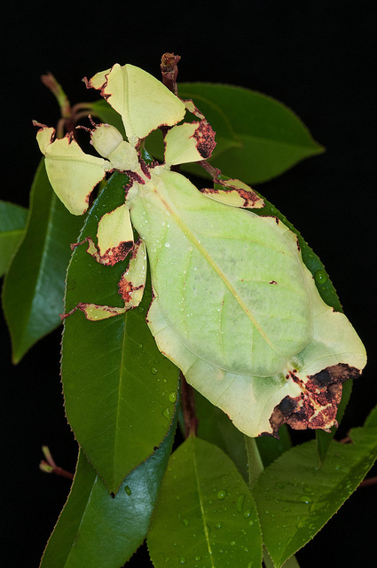 Insect Mimicry: Top 10 Masters Of Disguise