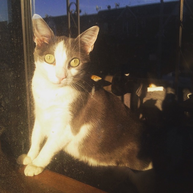 I Never Thought My Cat Would Go Missing. Until She Did.