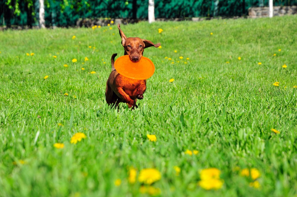 Why Do Dogs Hump Everything?