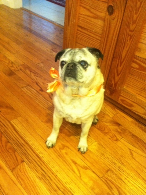 Loyal Pug Understands Autism Better Than Anyone Thought She Could