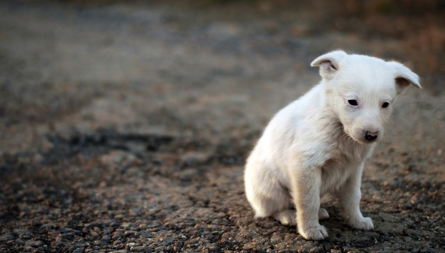 Why Do People Who Abuse Animals Get To Own Them Again? And Again.