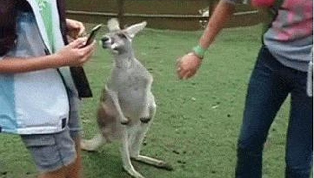 8 Exasperated Animals Who Got Their Revenge