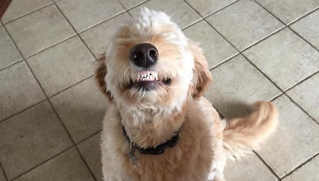 Dog Very, Very Slowly Greets His Family With Goofy Smile