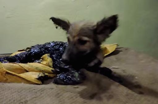 Puppy Covered In Tar Gets Most Beautiful Rescue
