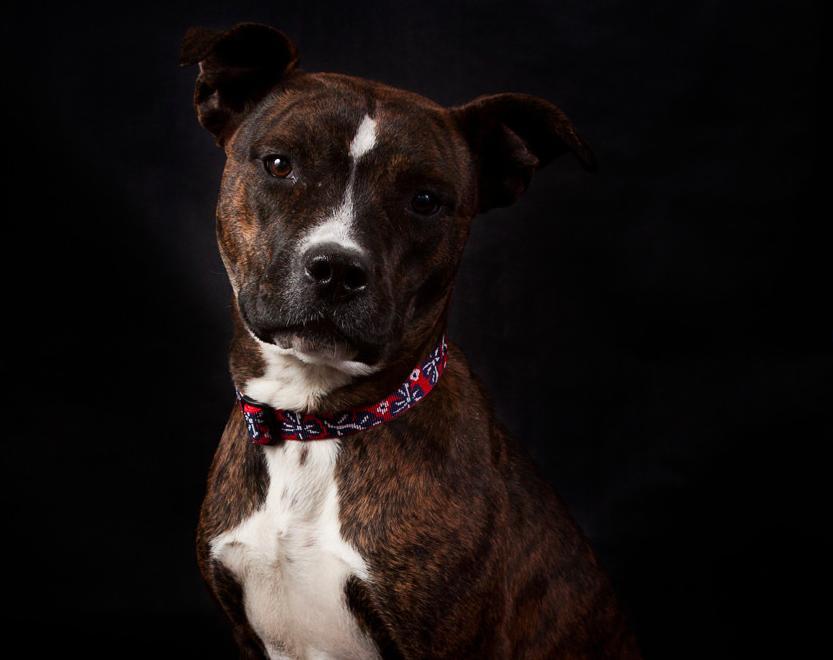 Stunning Portraits Show Just How Gentle Pit Bulls Are
