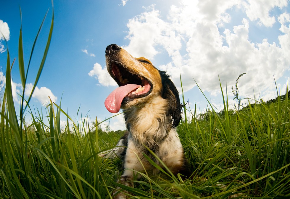 How To Tell If Your Dog Is Overheating