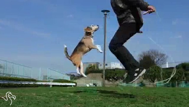 WATCH: Dogs Who Can Jump Rope Better Than You