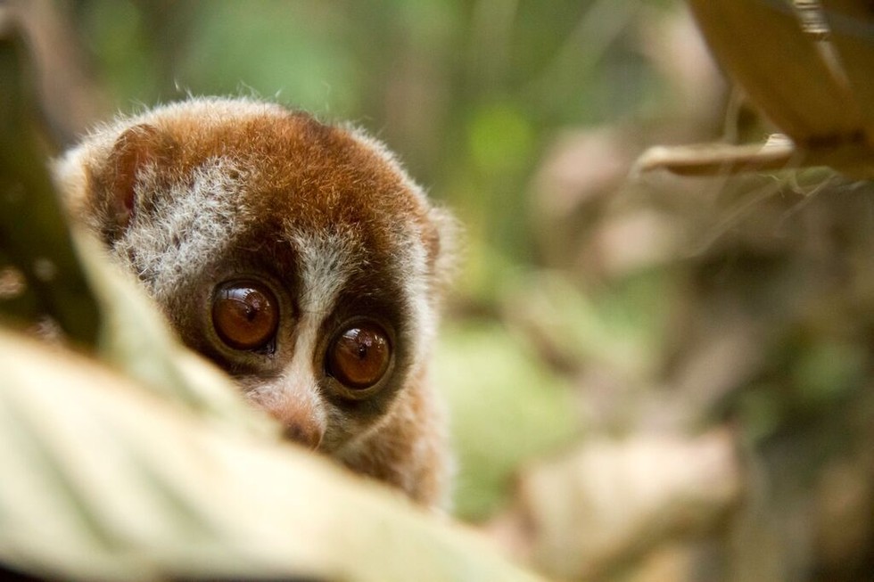 The Truth Behind Those Cute Loris Videos Isn't As Happy As You Think