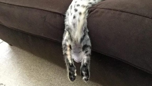 Cats Fall Asleep In 5 Charming Stages