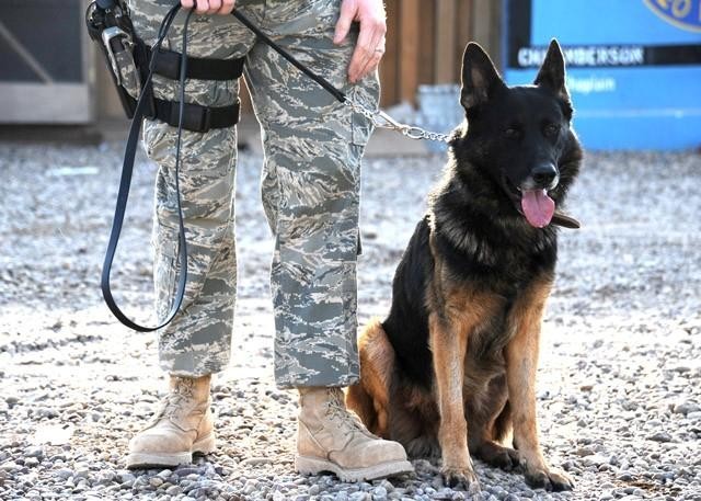 Retired Military Dog Adopted By Air Force Handler