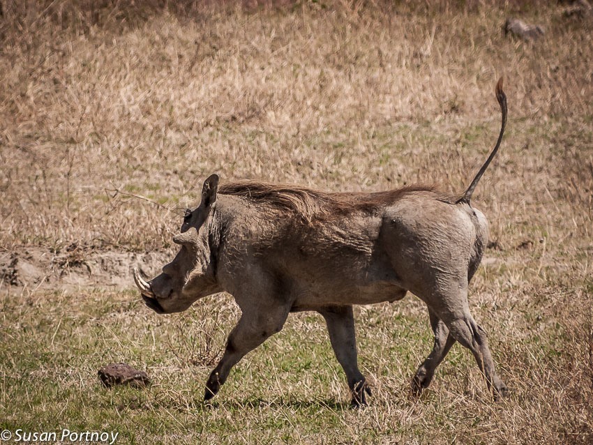 Warthogs: The Cutest Ugly Animal In Africa