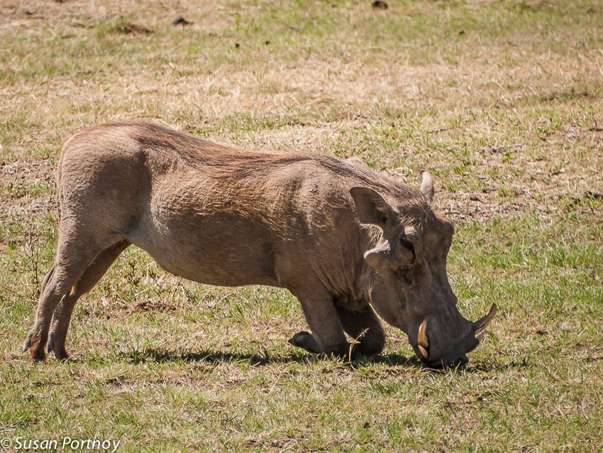 Warthogs: The Cutest Ugly Animal In Africa