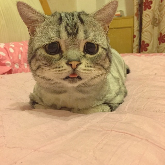 11 Derpy Cats That Love Letting Their Tongues Hang Out