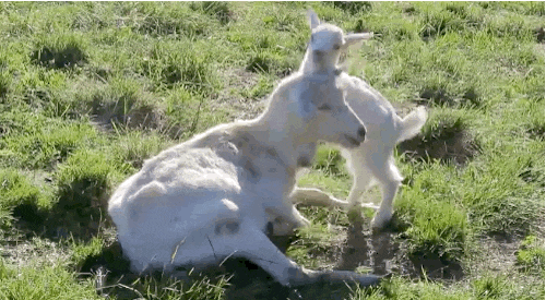 Cutest Baby Goat Loves Mom So Much He Can't Stop Hugging Her