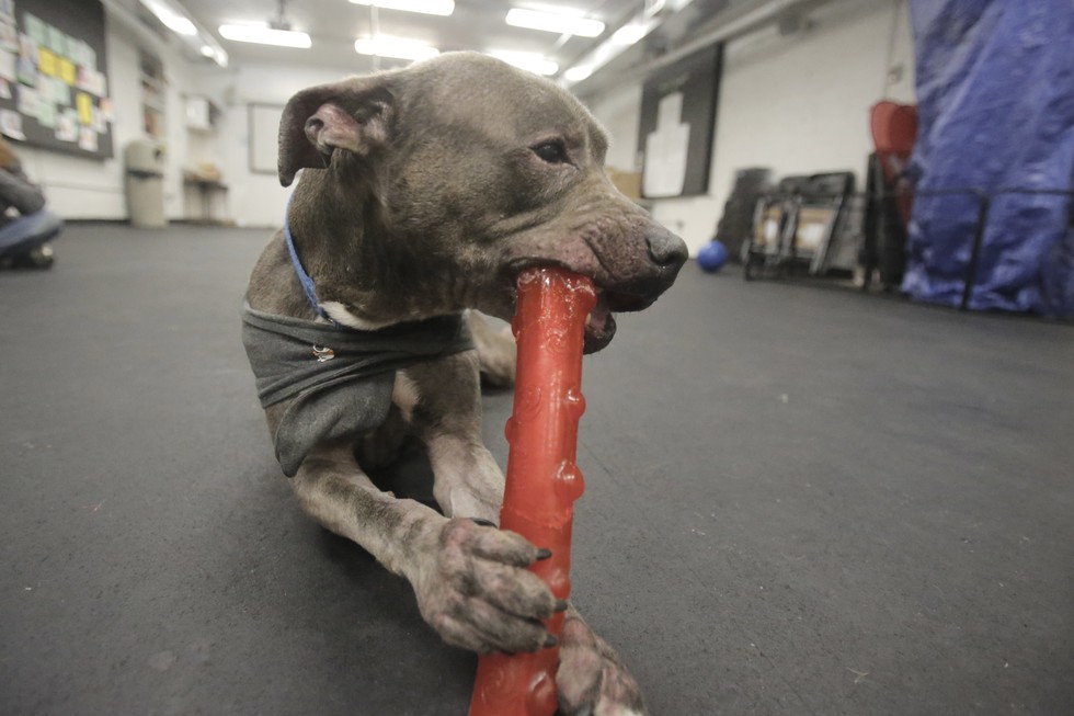 Pit Bull With Severe Anxiety Finds Parents Who Totally Get It