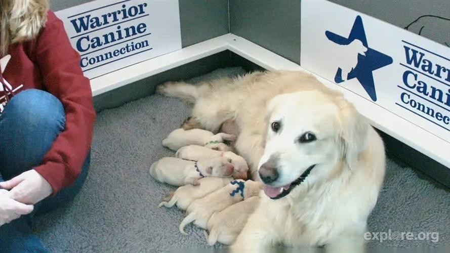 Watch A Live Stream Of Newborn Service Dogs' First Days