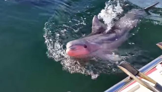 Badass Dolphin Shows Man Just What He Thinks Of His Phone