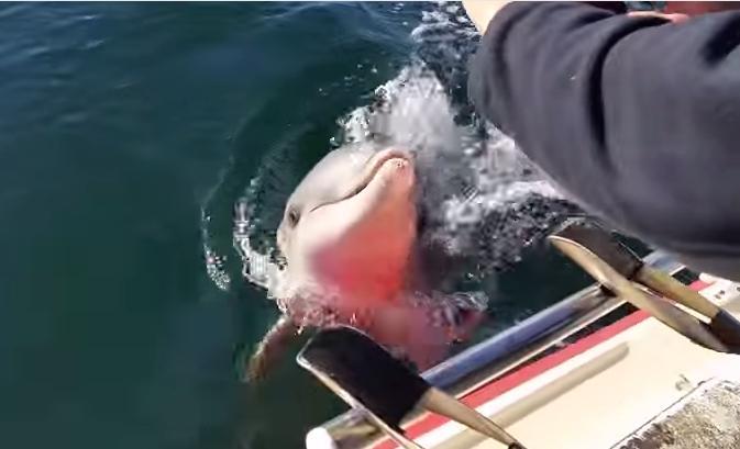 Badass Dolphin Shows Man Just What He Thinks Of His Phone