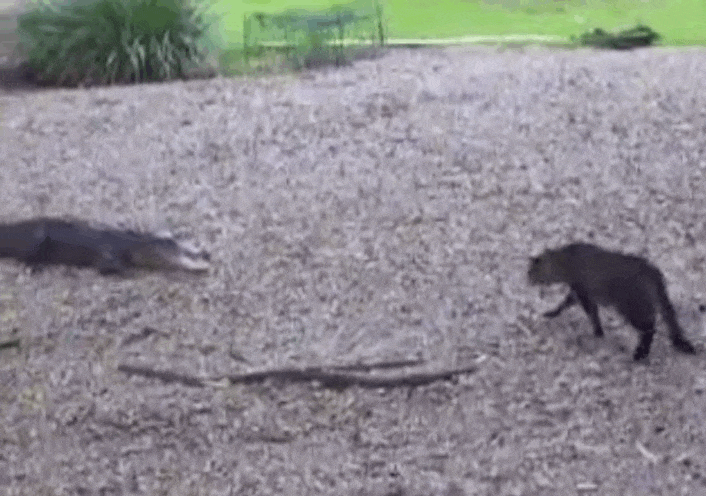 Cat Takes On Alligator In Heart-Pounding Video