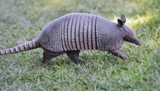 Armadillo Gets Shot, Bounces Bullet Right Back Into His Shooter's Head