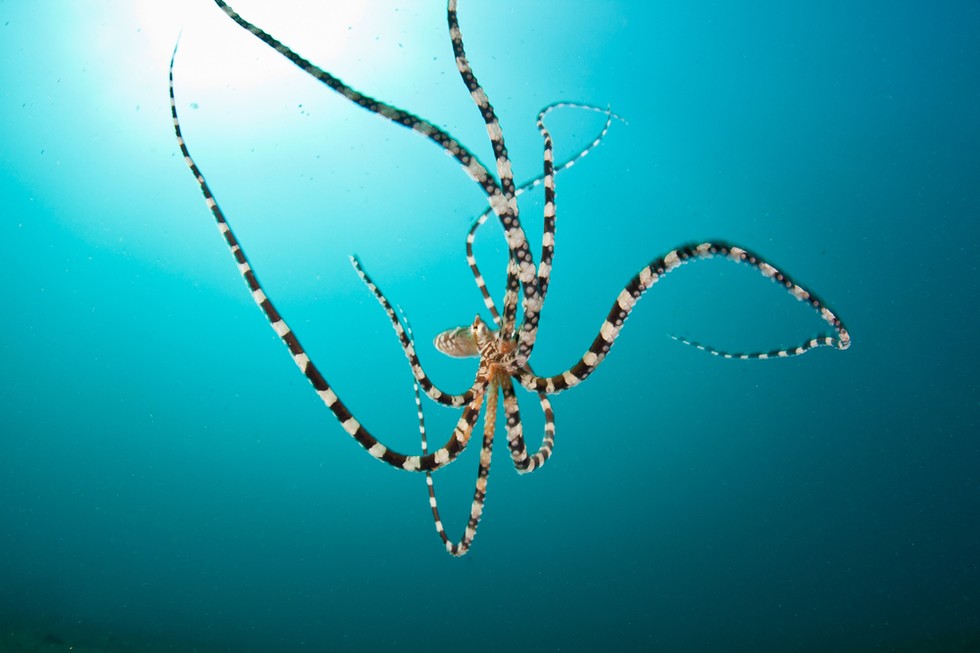 Octopuses You Can't Even Believe Are Real