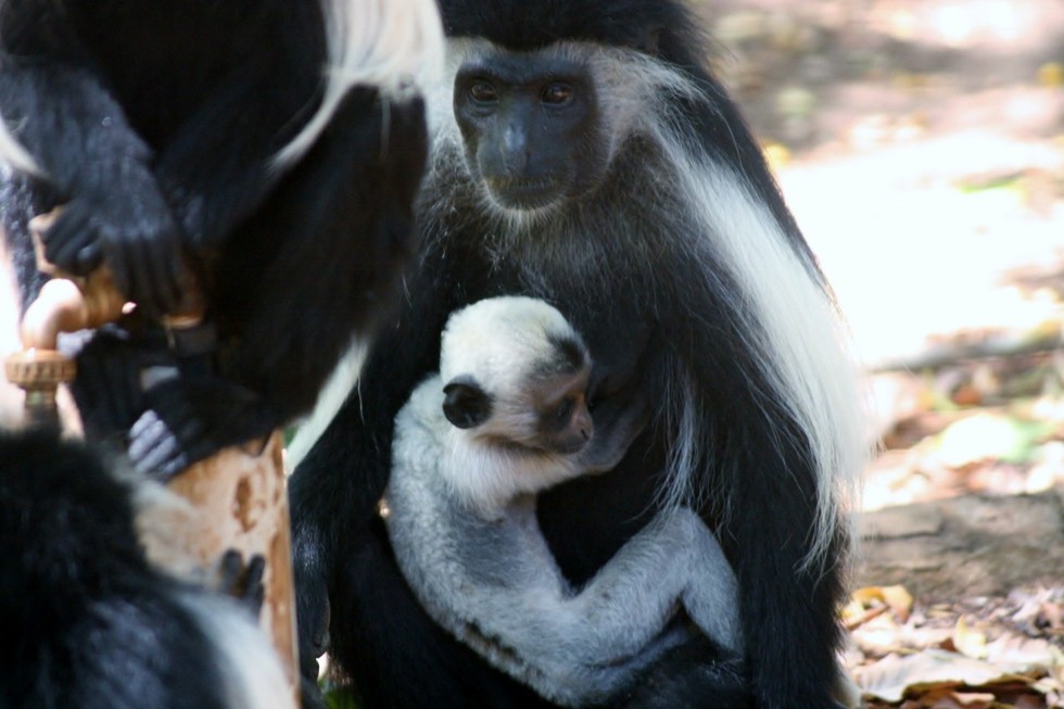 The Angolan Black And White Colobus monkey