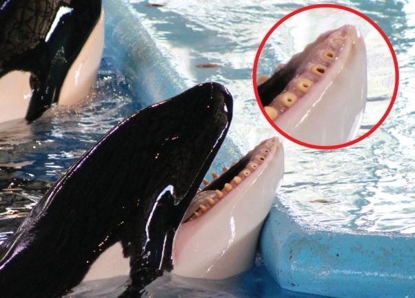 SeaWorld Orcas Have 'Alarming' Number Of Injuries, Vet Reveals