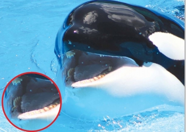 SeaWorld's Dolphins Are Just As Sick As Its Orcas