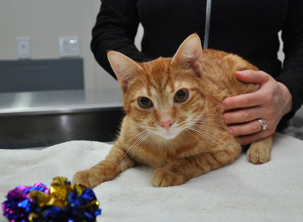 Neglected Cat Outgrew His Collar And It Almost Killed Him