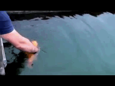 Why This Fish Likes To Be Petted