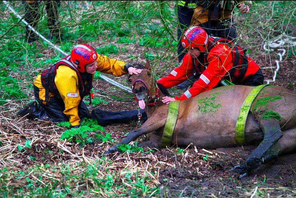 Photos: Team Of Firefighters Rescue Horse From River