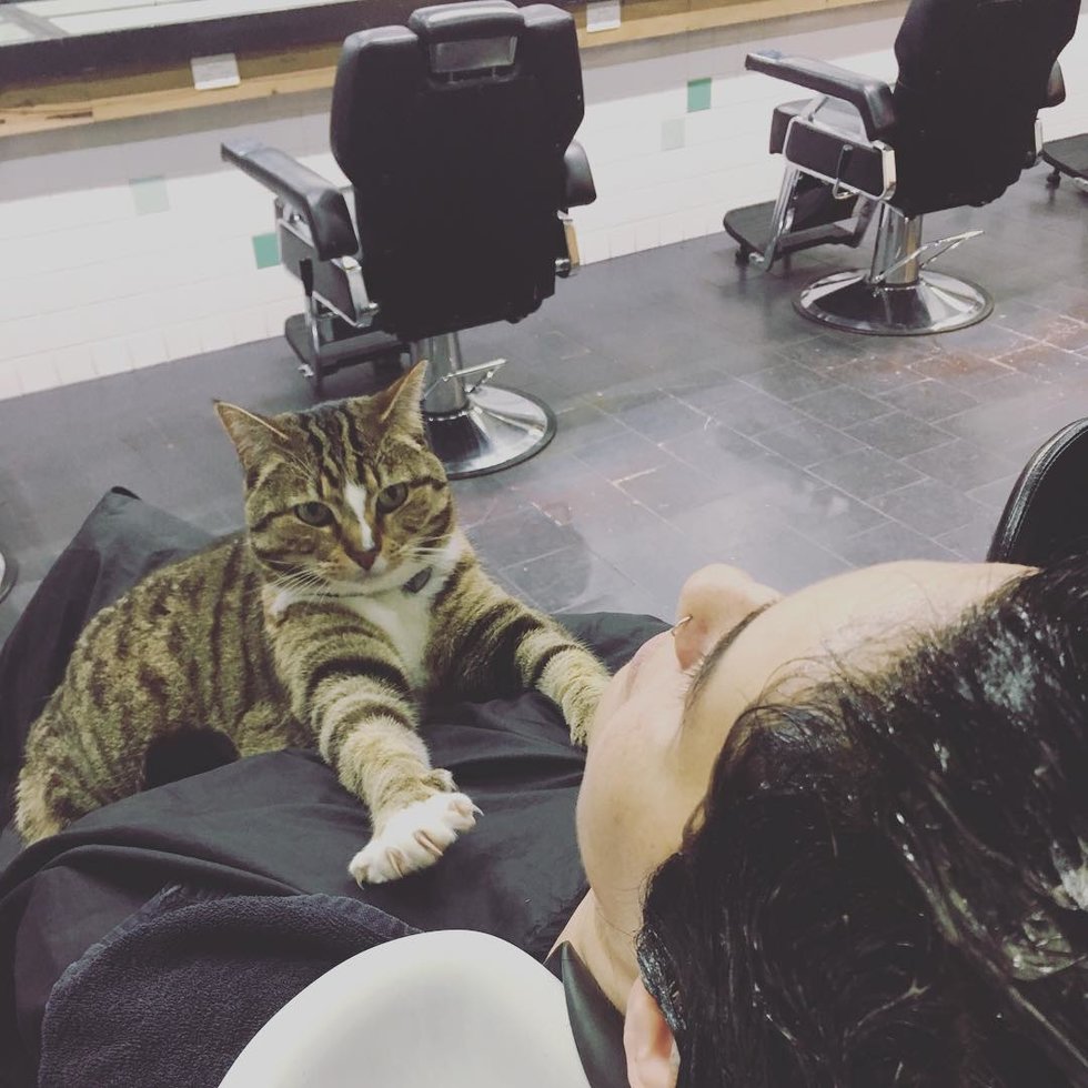 Cat Helps Run Hair Salon For 4 Years And Never Takes A Day Off She Cat Helps Run Hair Salon For 4 Years And Never Takes A Day Off She