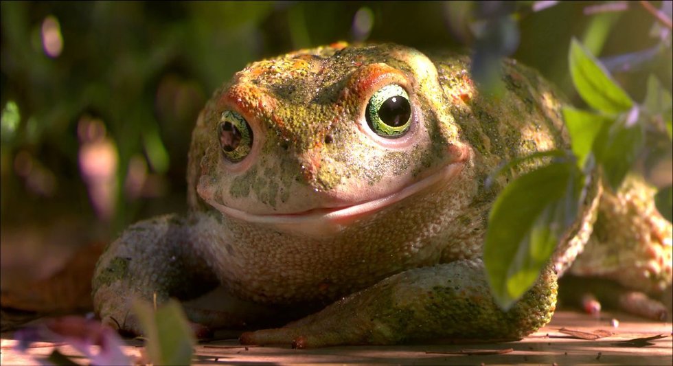 The 5 Reasons Why Judy And Nick Need To Get Together In Zootopia 2