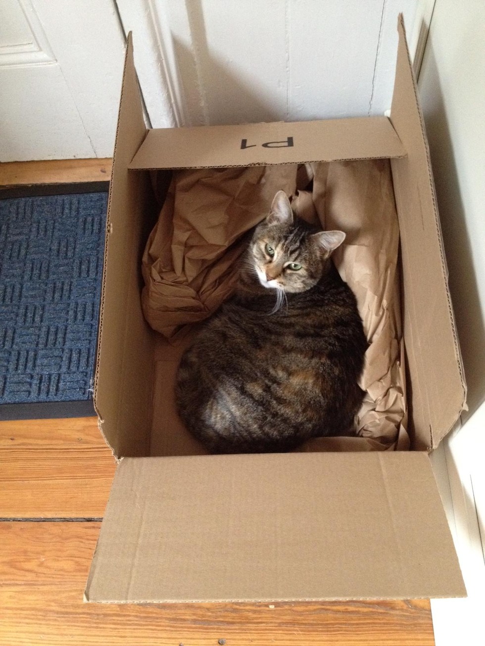 My Cat Passed Away And Her Sister Showed Us How To Cope