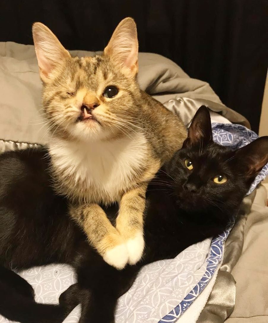 Couple Gives One-eyed Kitten with Snaggletooth a Chance While Others ...