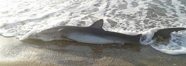 Passerby Helps Stranded Shark Give Birth